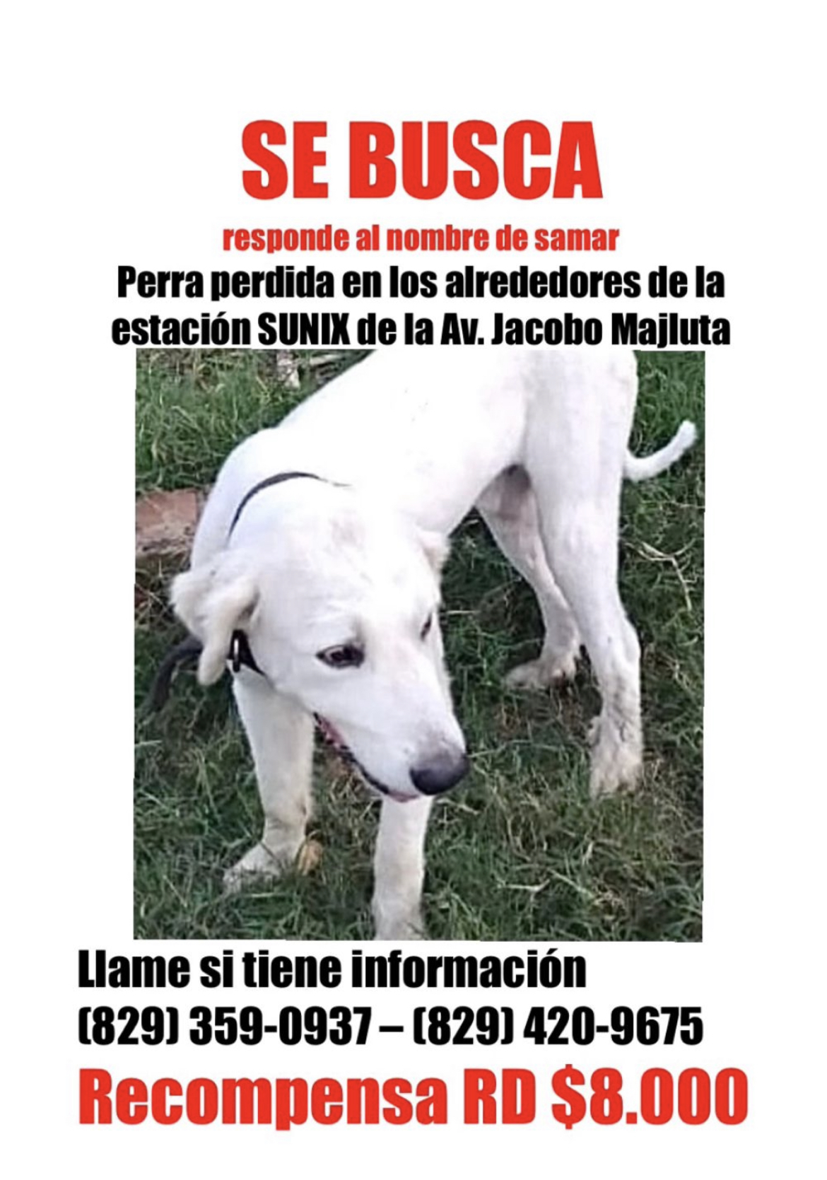 Perros perdidos en República Dominicana