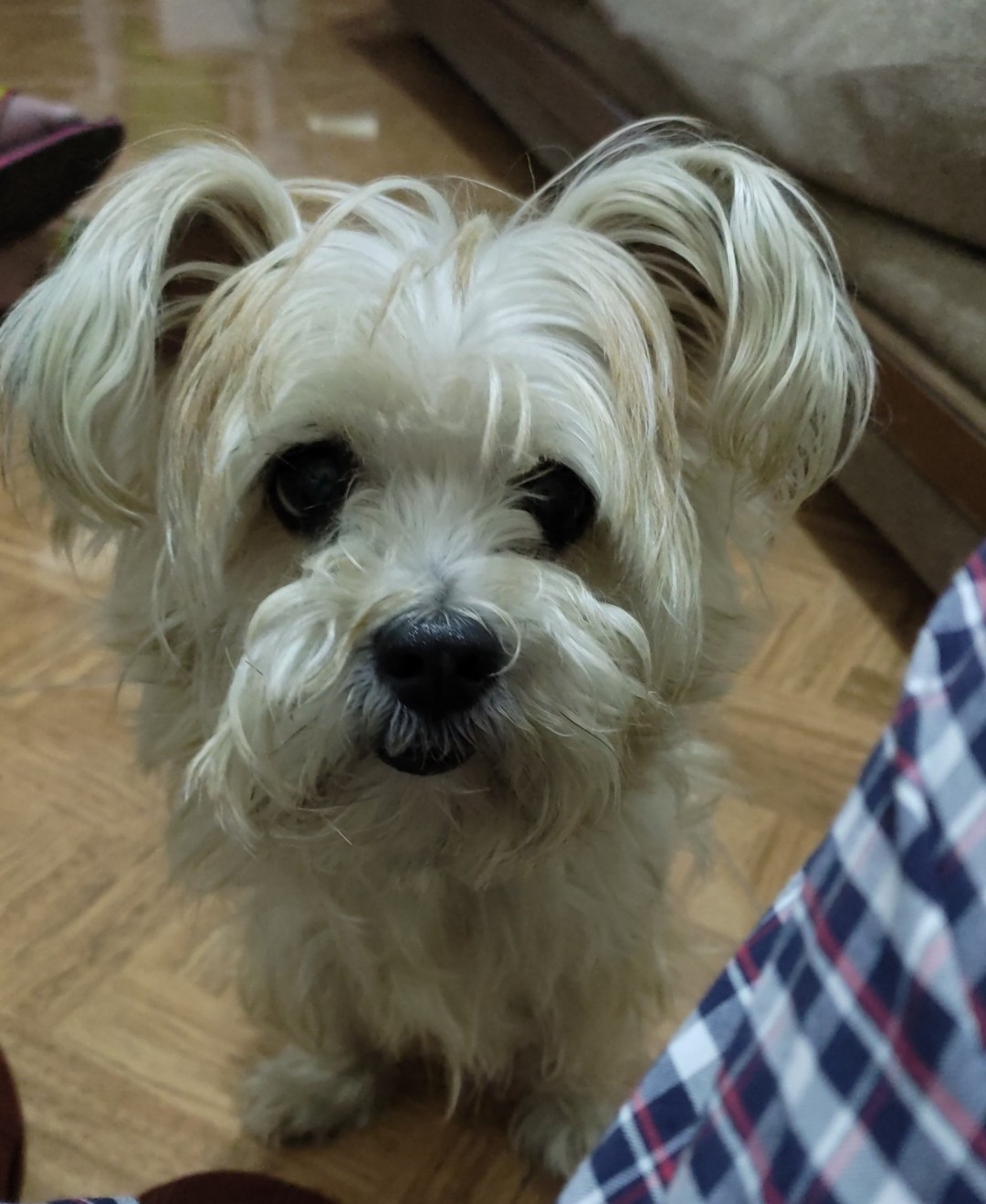 Buscamos a Linda - Busco a mi perro