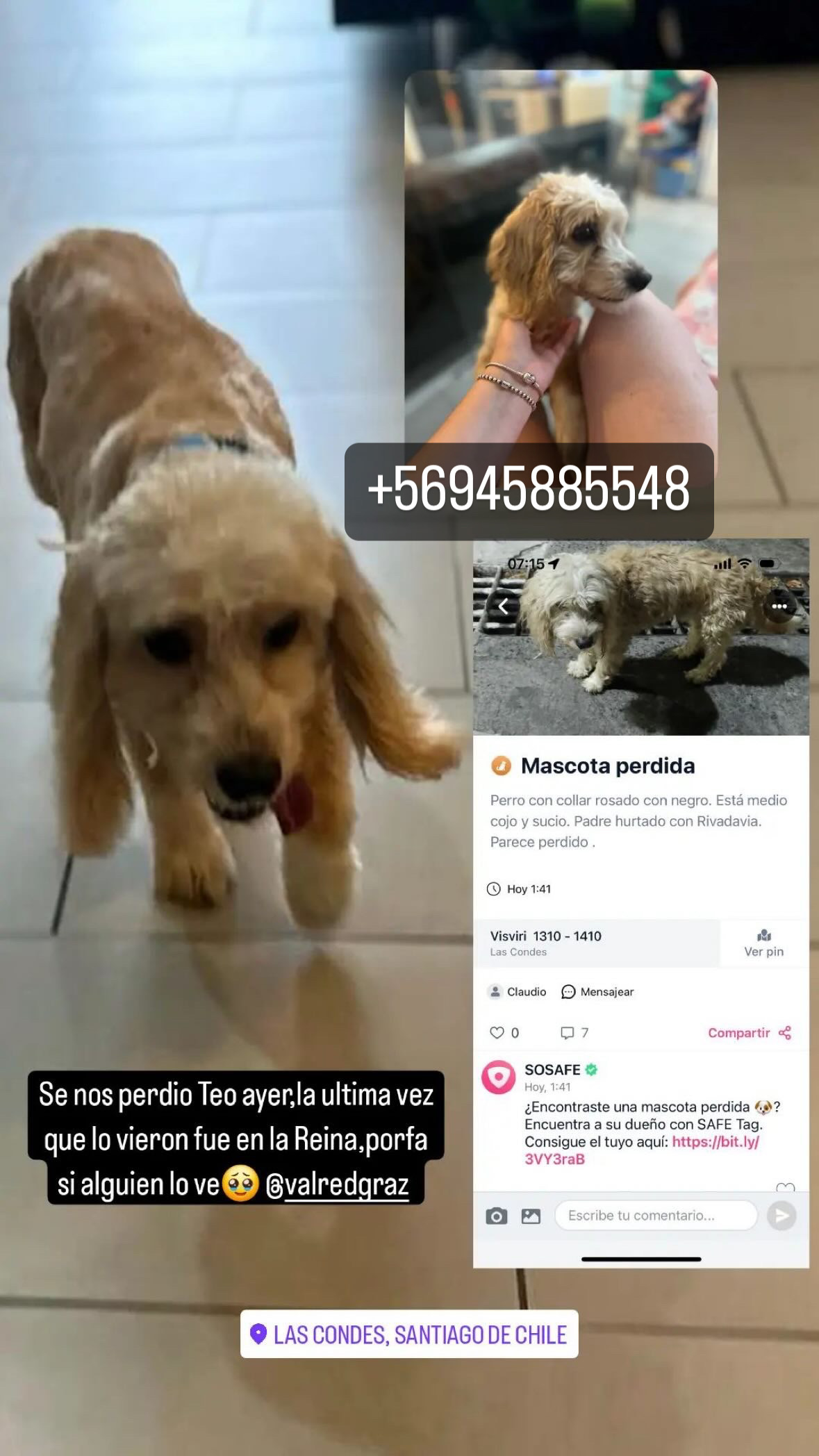 Perros perdidos, perros encontrados, perros extraviados | Busco a mi perro