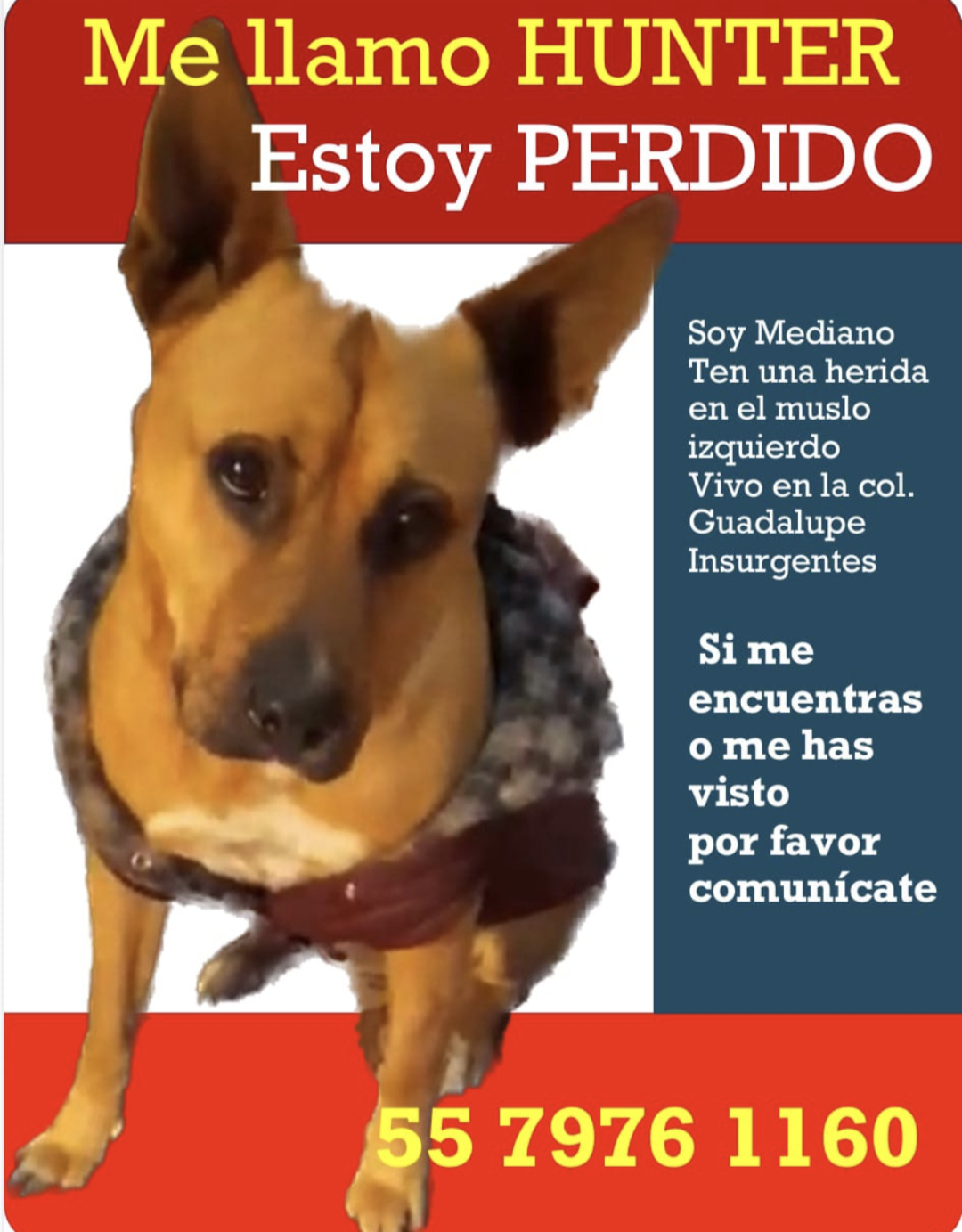 Perros perdidos, perros encontrados, perros extraviados | Busco a mi perro