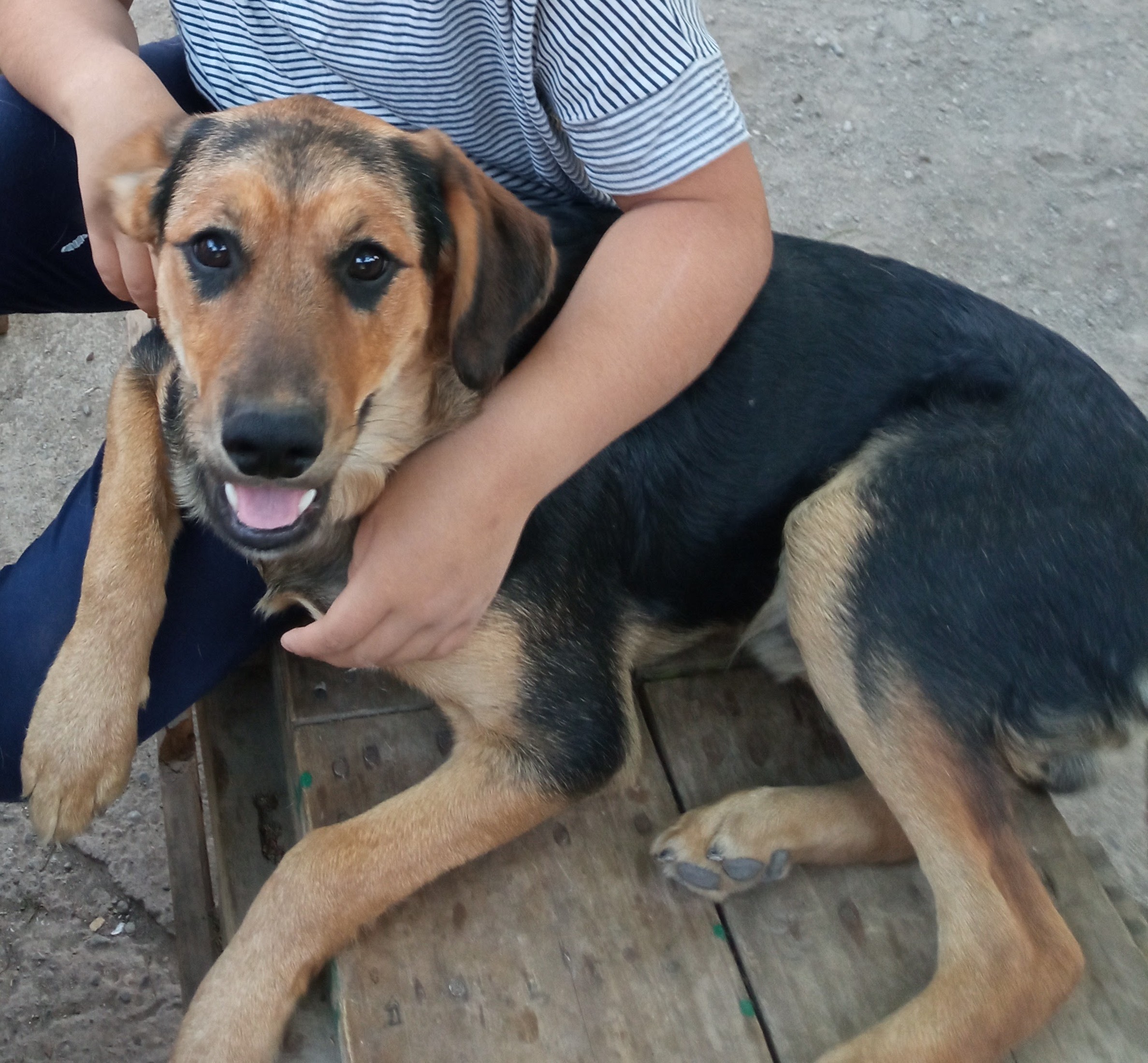 Perros perdidos, perros encontrados, perros extraviados | Busco a mi perro